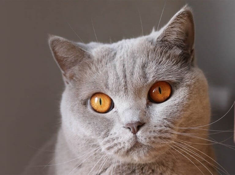 Catio Spaces: Custom & DIY Catios & Cat Enclosures